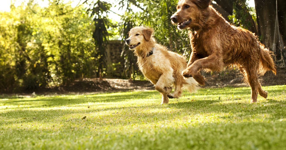 GoldKare for dogs is vet recommended - Dynavyte Australia - Livestock Republic