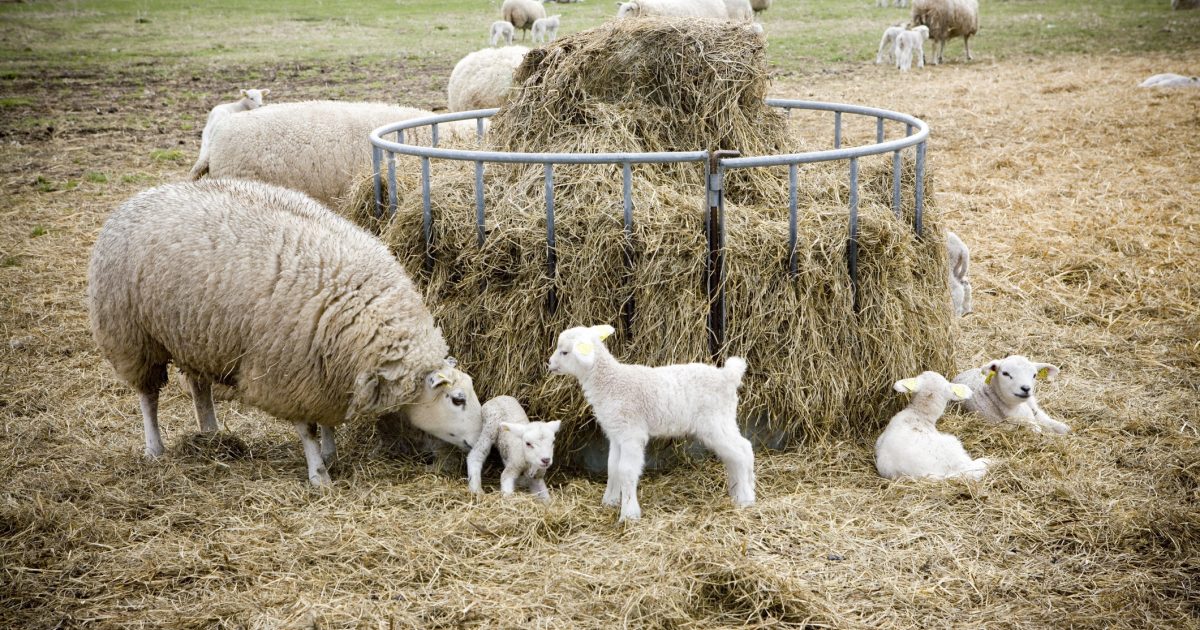 Livestock MicroBiome Support dosing - Dynavyte Australia - Livestock ...