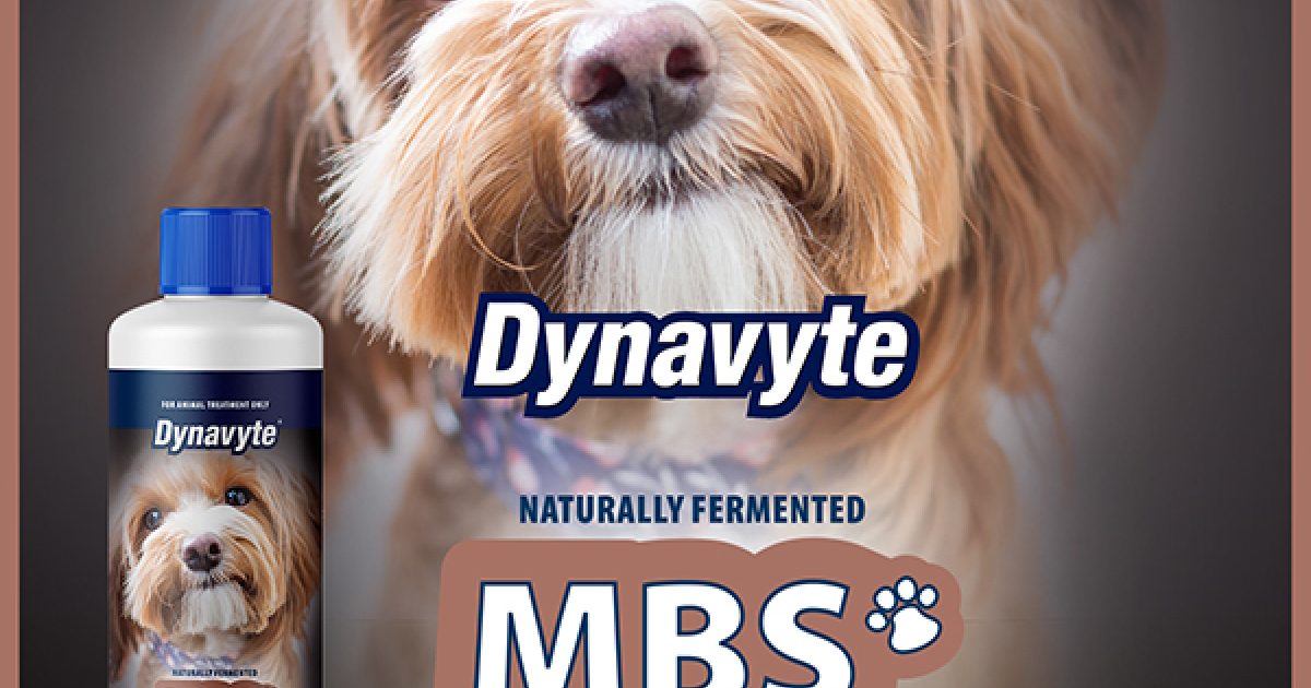 Small House Dog MBS - Dynavyte Australia